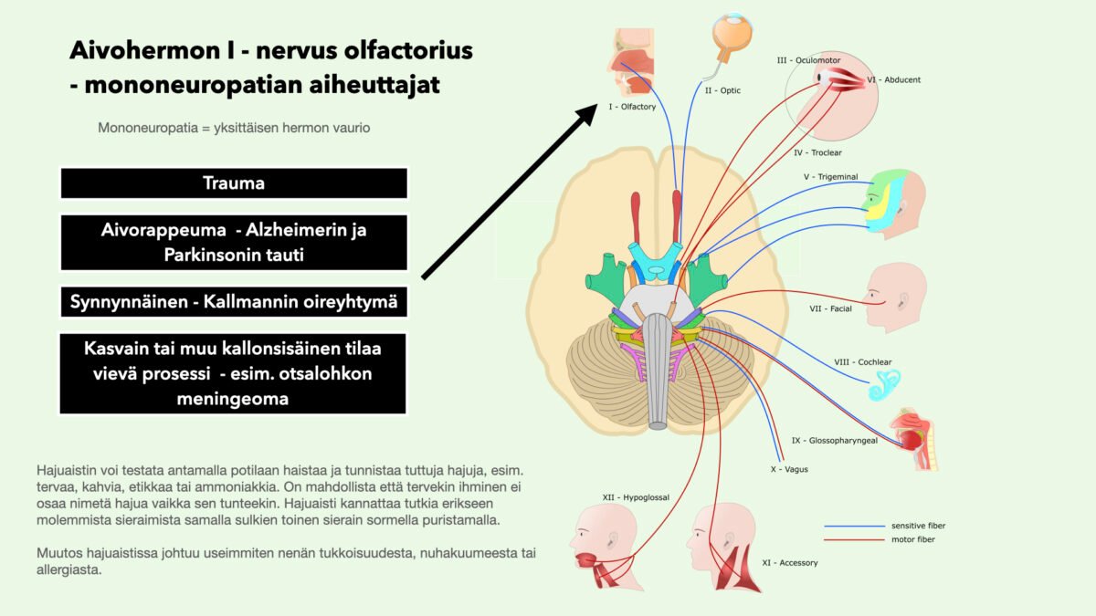Aivohermot – Neurobasket