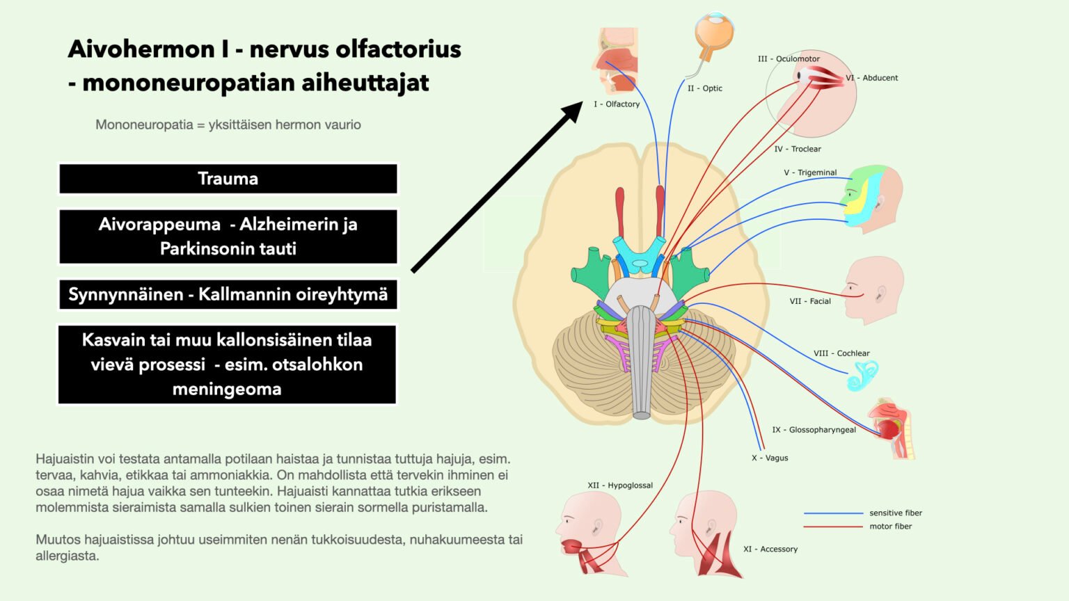 Aivohermot – Neurobasket
