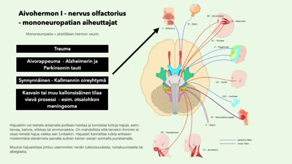 Aivohermot – Neurobasket